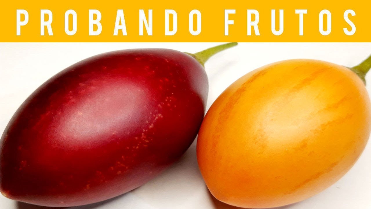 🟡🍅 Probando TOMATE de ÁRBOL / CHILTO | TOMATO TREE FRUITS TASTE TEST ...