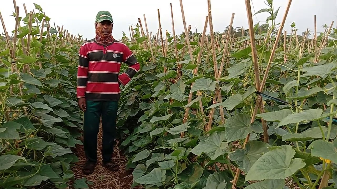 Petani Timun - YouTube