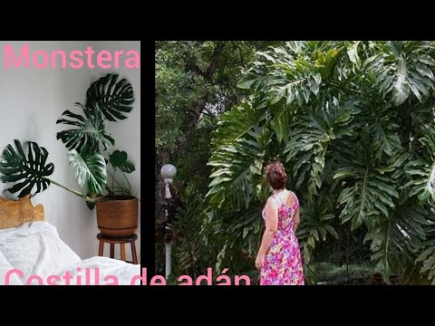 planta costilla de Adán o monstera es de hojas trepadoras verdes jardín ...