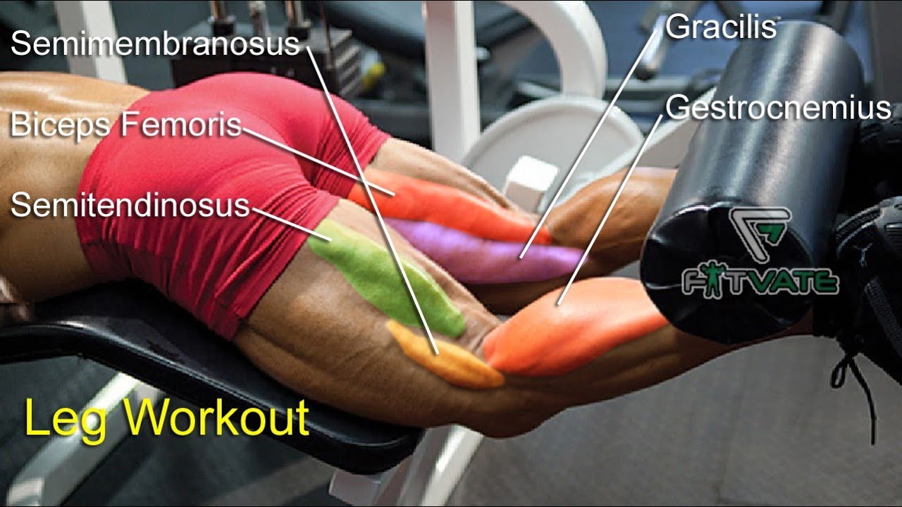 GYM Workout For Beginners Leg Workout At GYM For Men Workout For gym-workout-for-beginners-leg-workout-at-gym-for-men-workout-for