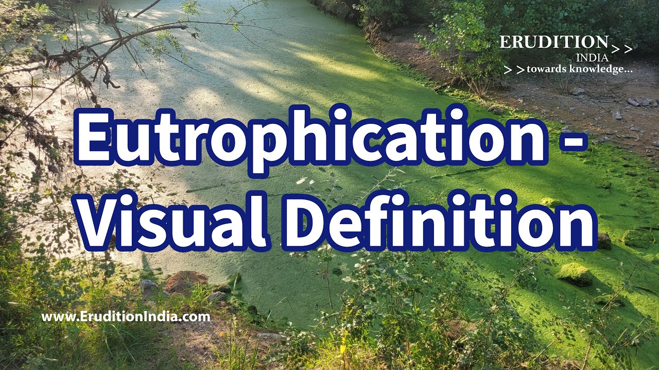 What is Eutrophication? - A Visual definition - YouTube