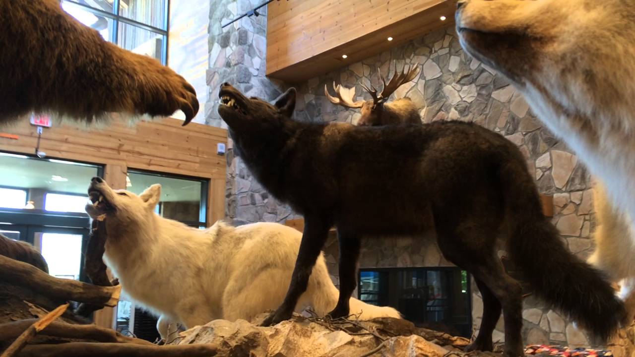Taxidermy wolves vs bear display at Field & Stream store - YouTube