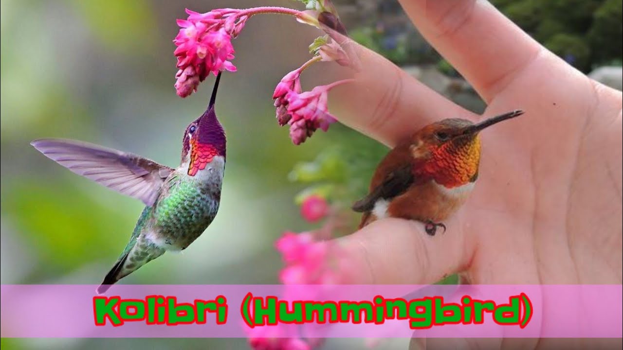 Suara Alamku - Burung Kolibri (Hummingbird) - YouTube