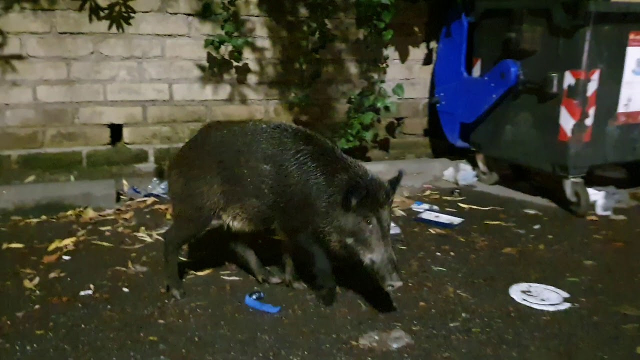 Cinghiale gentile via dell'acqua traversa roma nord - YouTube