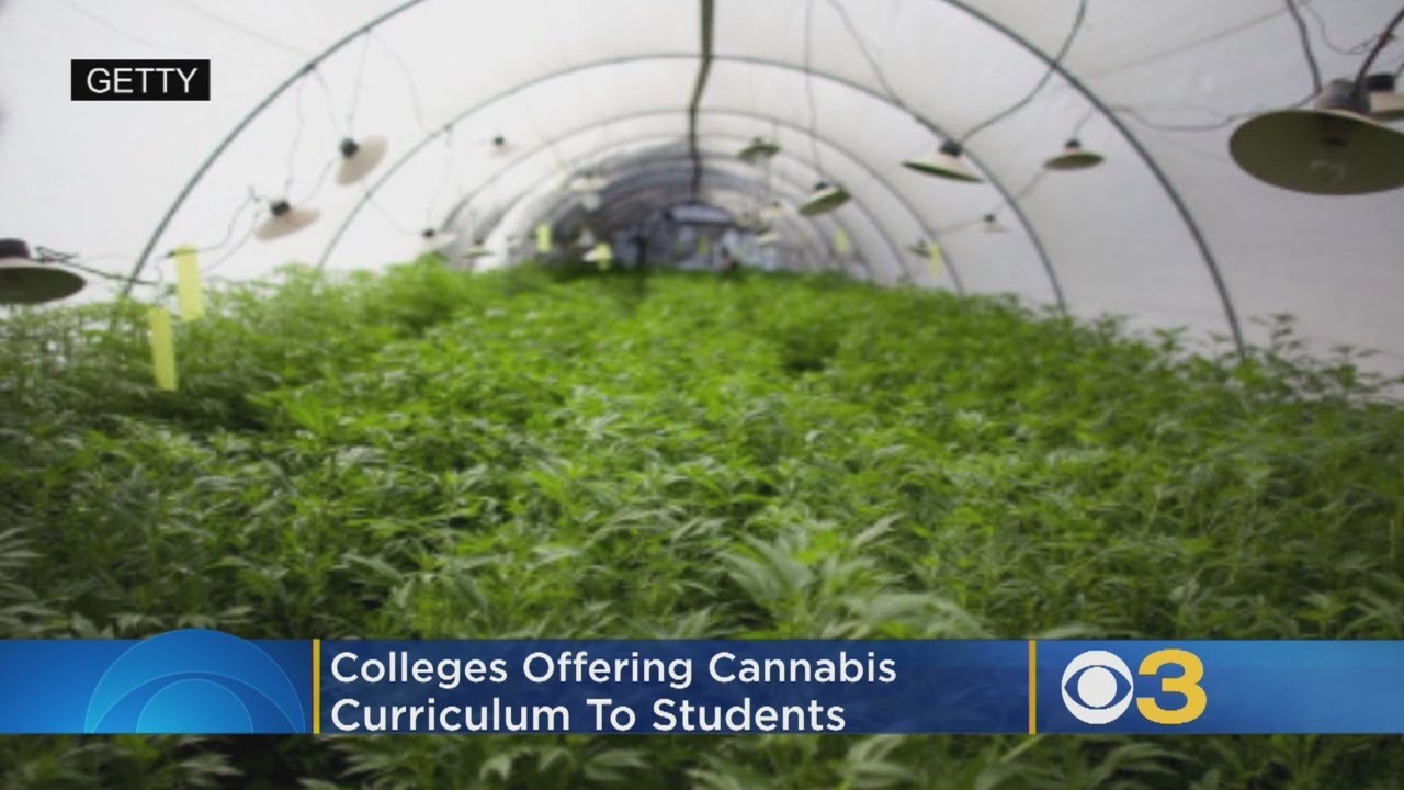 Colleges Offering Cannabis Curriculum To Students - YouTube