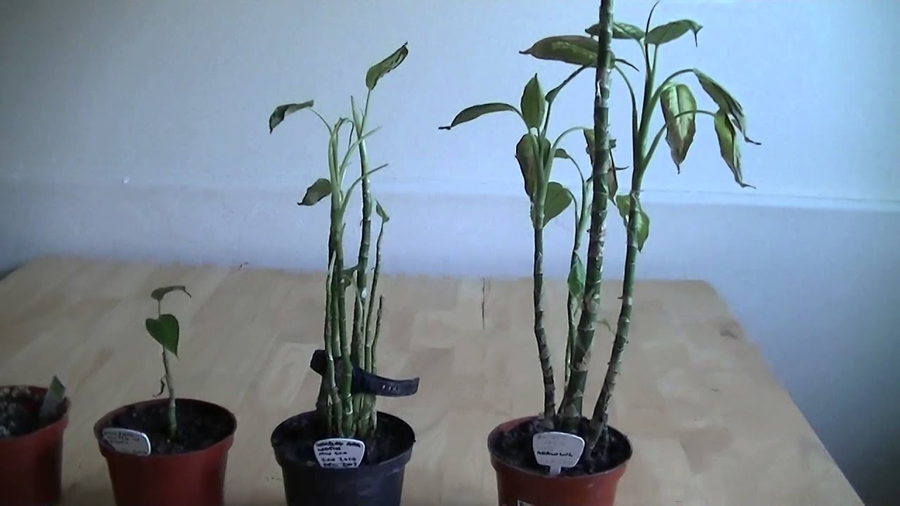 Casio Wristwatch Plant Growth Experiment Results January 2016 - YouTube