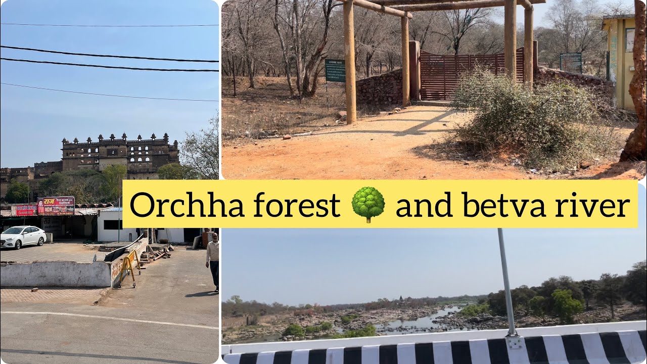 Orchha Betwa River or forest 🌳 || rohit Shinde vlog #orchha - YouTube
