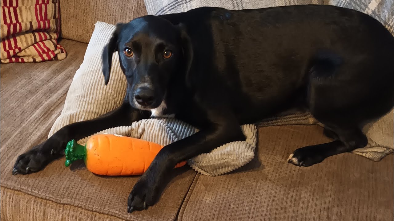 what if dogs can talk - YouTube