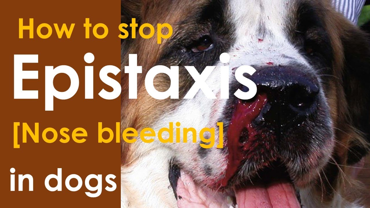 How to stop nose bleeding or epistaxis in dogs - YouTube