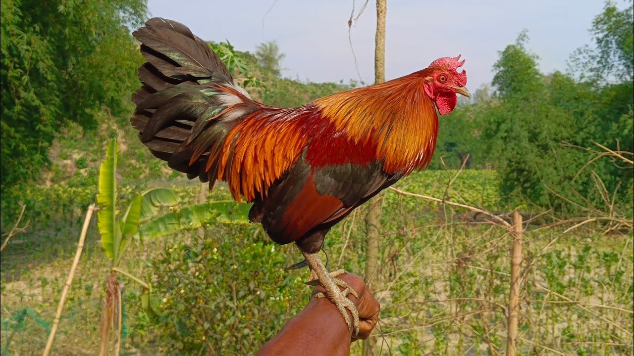 Mountain hill han//beautiful colourful mountain chicken. - YouTube