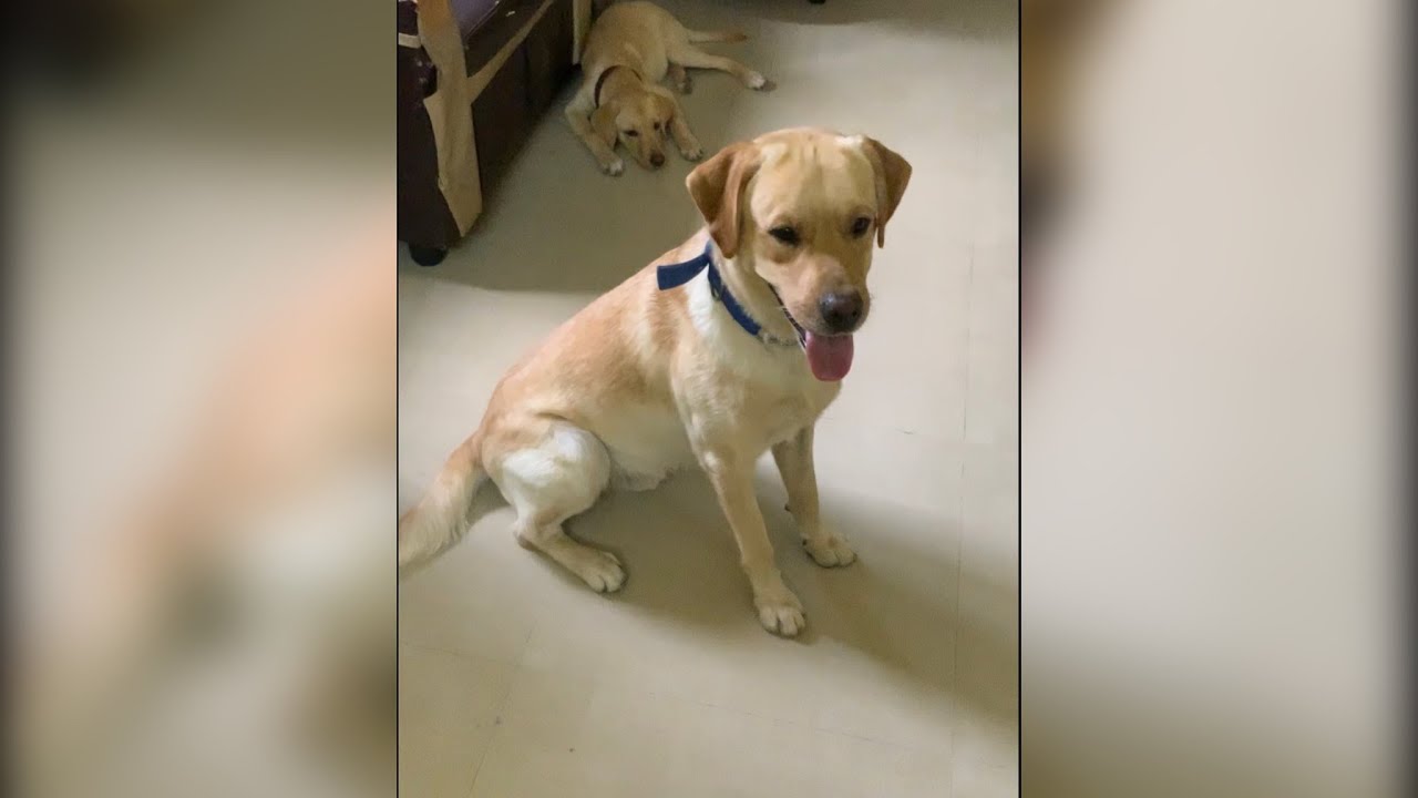 Cutest baby dog kio and Bella reactions labrador puppy - YouTube