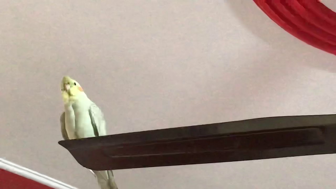 Cocktail bird ( This is my cocktail bird. This is his funny version ...