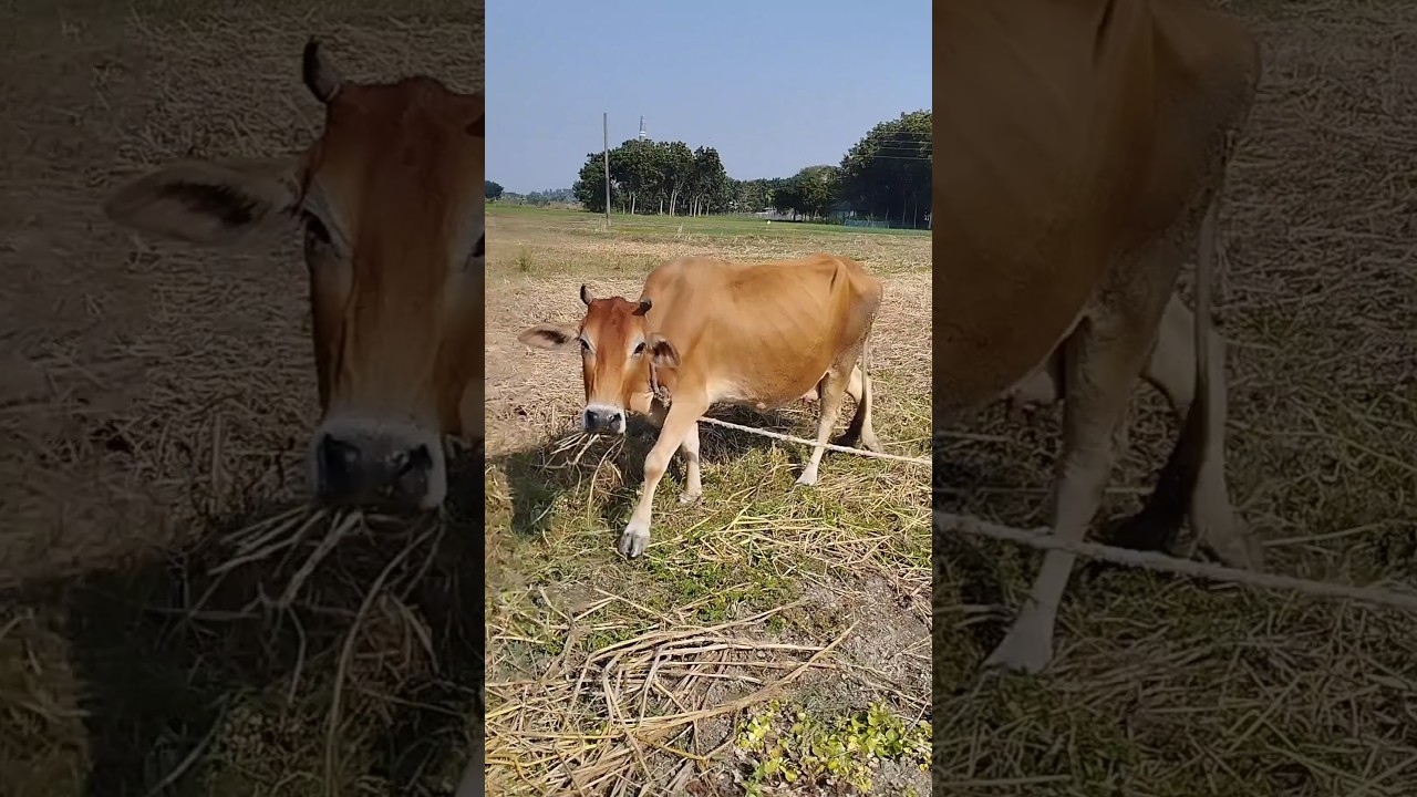 Tesla Dancing Cattle #cow #shorts - YouTube