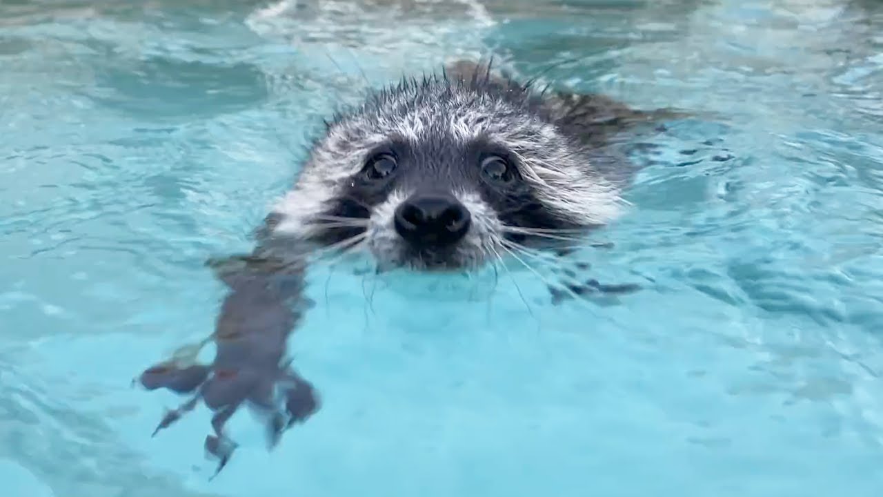 Aprendiendo a Nadar - YouTube