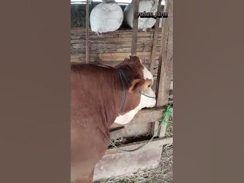 BULU SAPI KRIWUL JADI BERSIH DAN HALUS!!! - YouTube