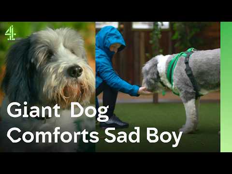 Giant Dog Comforts Sad Boy | The Dog House 🐶