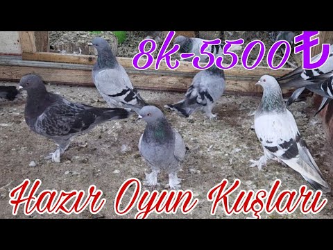 Hazır Oyun Kuşları. 