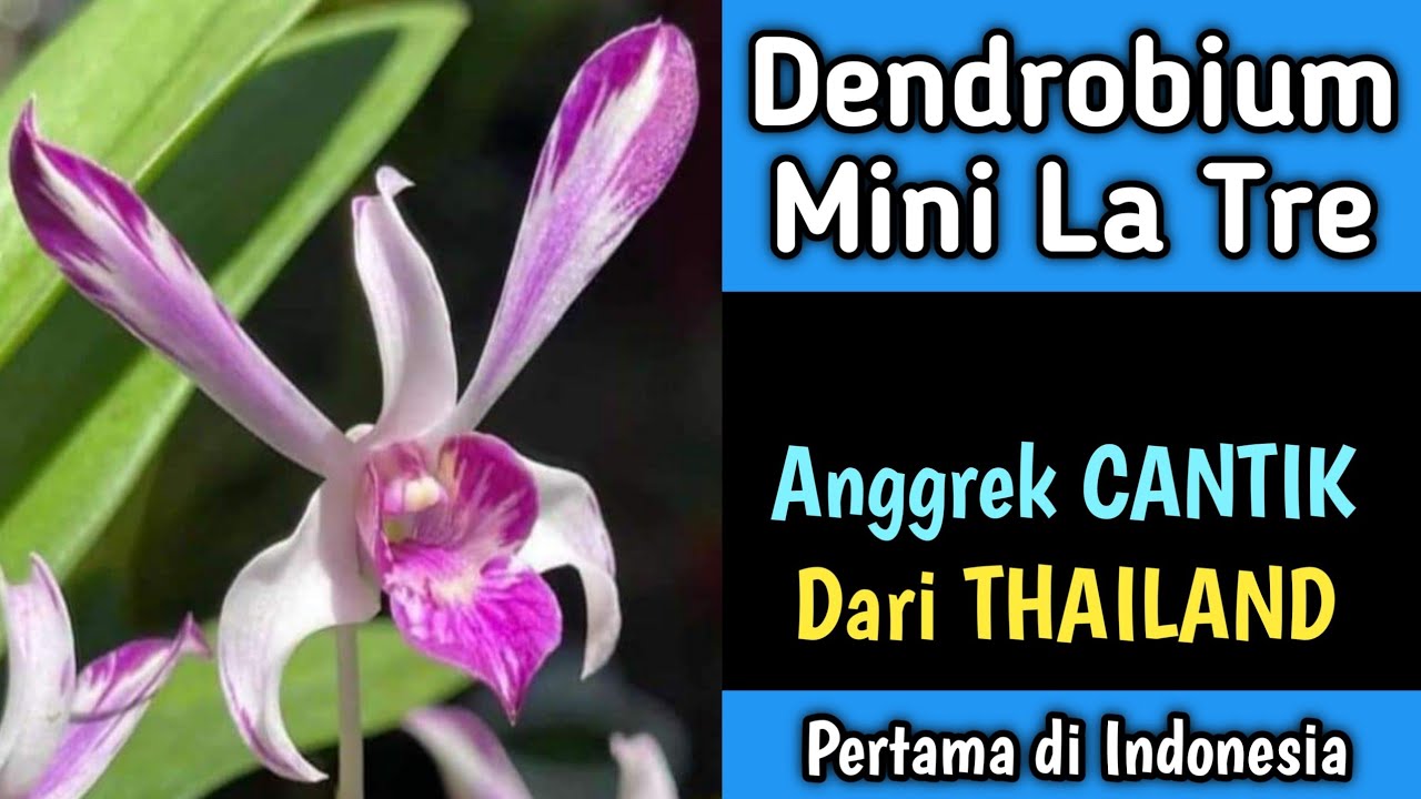Dendrobium MINI LA TRE Anggrek UNIK dari THAILAND - YouTube