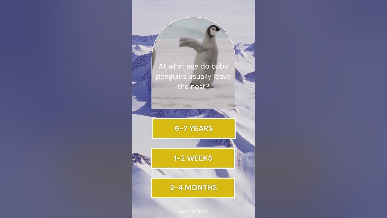 From Fluff To Feathers 10 Facts About Baby Penguins Part 5 penguin from-fluff-to-feathers-10-facts-about-baby-penguins-part-5-penguin