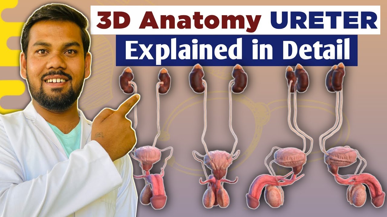 Anatomy of Ureters: Course, Constrictions, Relations, Blood Supply ...