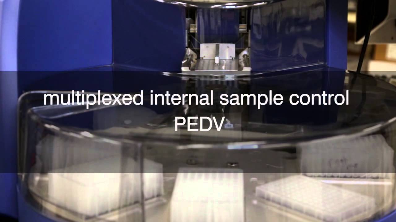IDEXX Research and Development: PCR test for PEDV - YouTube