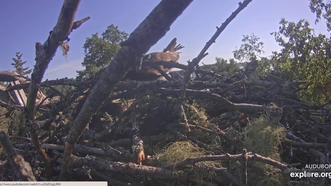 2nd Breakfish for Phoebe - Hog Island Osprey Nest 2020 06 19 - YouTube