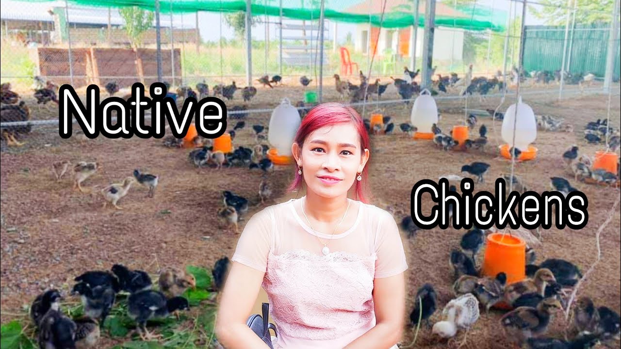 How Feed Native Chickens In Farm_Daily Work Routine || Garden Landscape ...