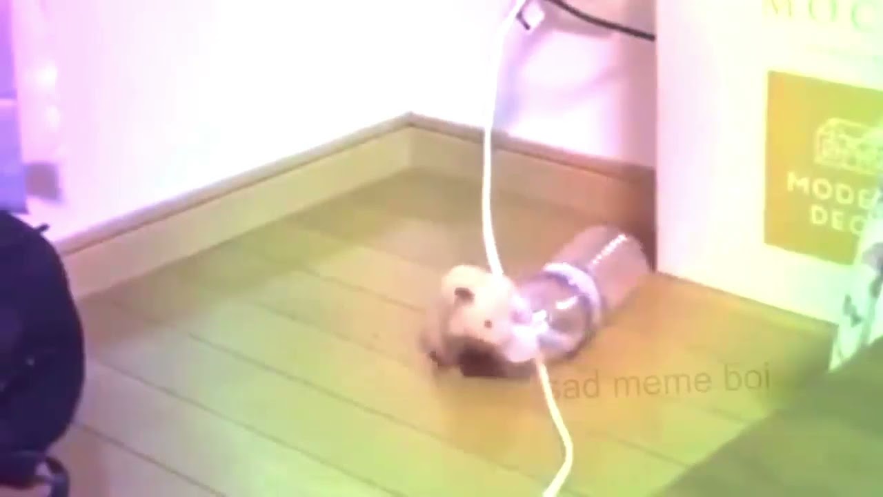 shot on iPhone meme hamster - YouTube
