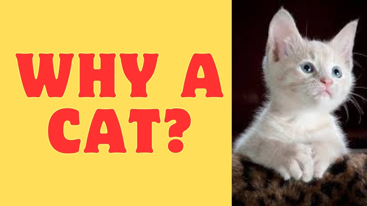 God put the cat in your life for a reason: here is the answer. - YouTube