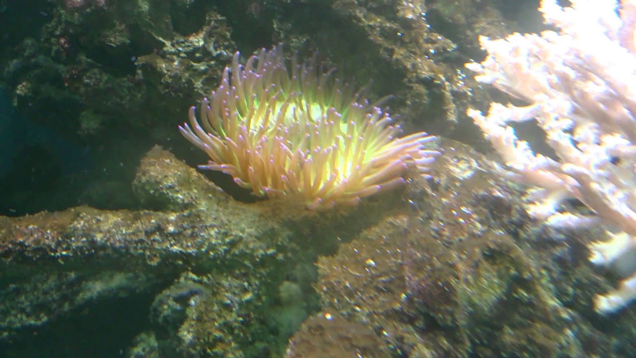 Very rare anemone! Do you know what sort it is? - YouTube
