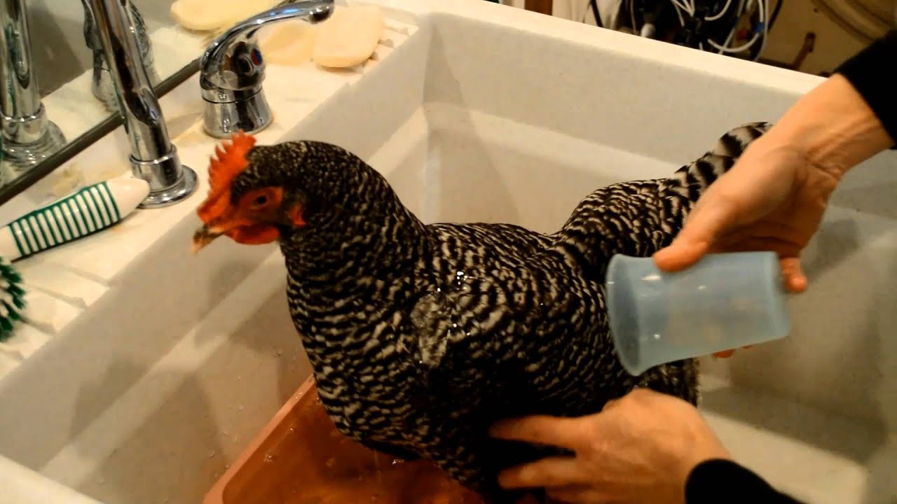 Injured CHICKEN Gets a BATH and Enjoys It!!! - YouTube