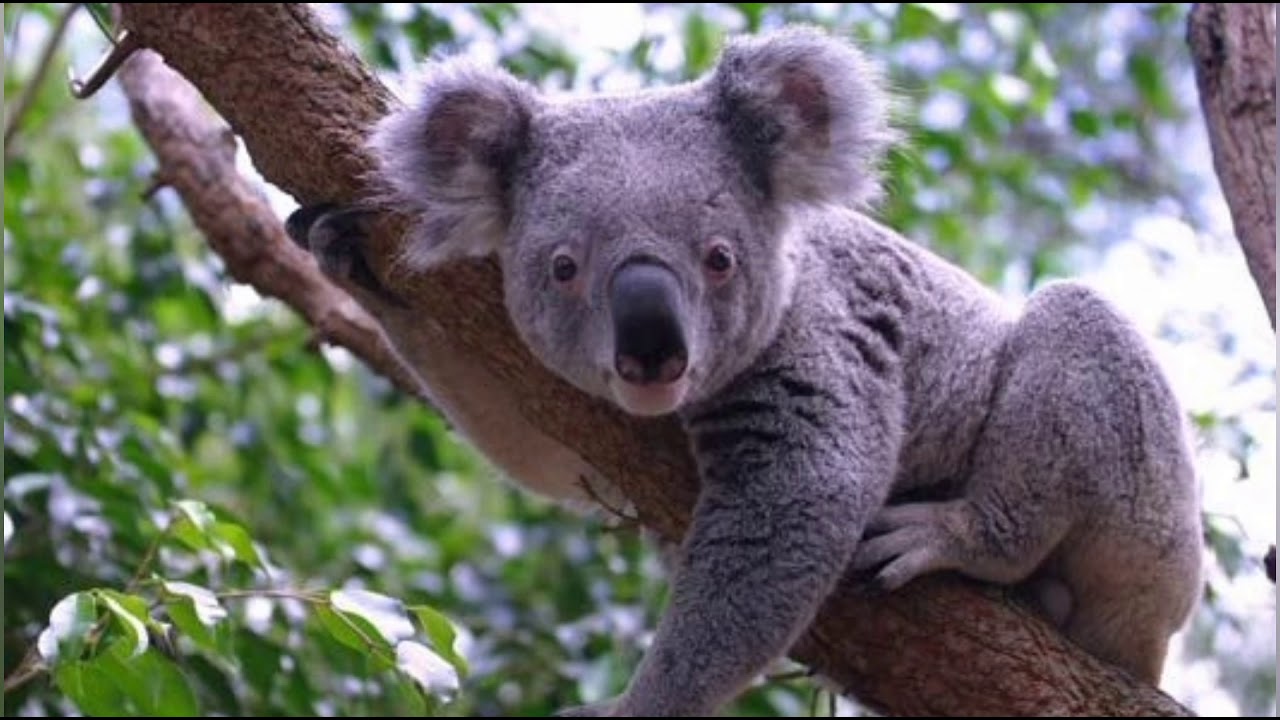 CARACTERISTICAS GENERALES DE LOS MARSUPIALES - YouTube