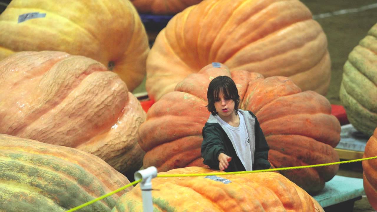 Pumped up pumpkins - Géo Ado - YouTube