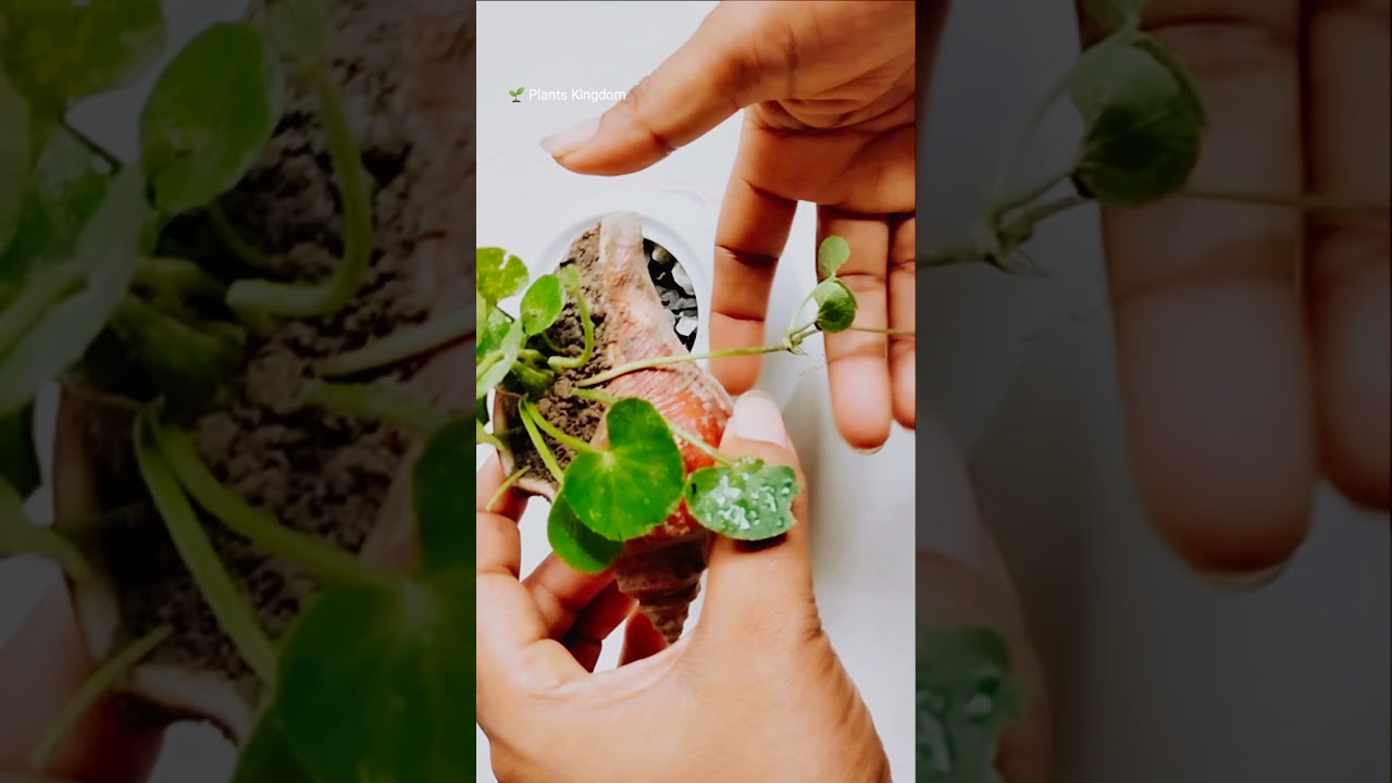 How To Grow Pennywort Plant In Oyster pennywort Plants Kingdom YouTube how-to-grow-pennywort-plant-in-oyster-pennywort-plants-kingdom-youtube