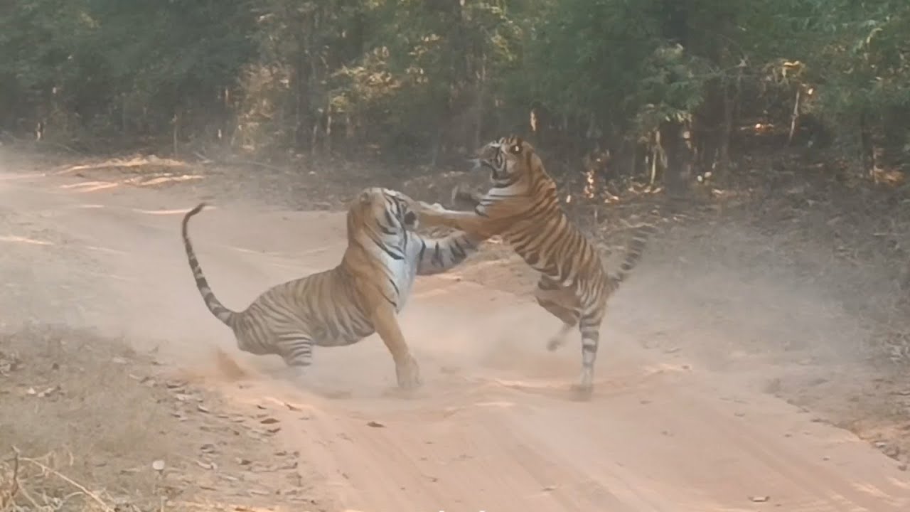 Epic Tiger Fight: A Battle for Territory - YouTube