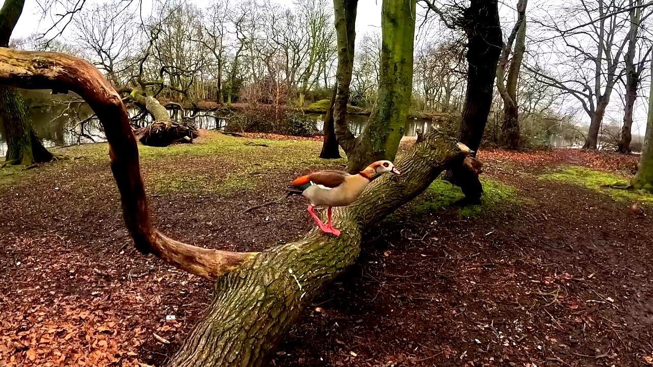 Serene London Walk Through Wanstead Park Winter 2024 4K - YouTube