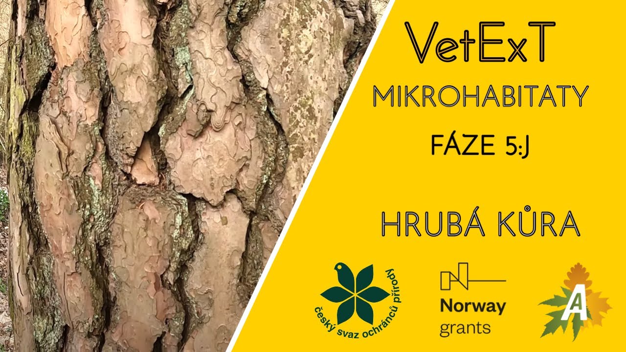 VetExt / Fáze 5:J / Mikrohabitaty / Hrubá kůra - YouTube