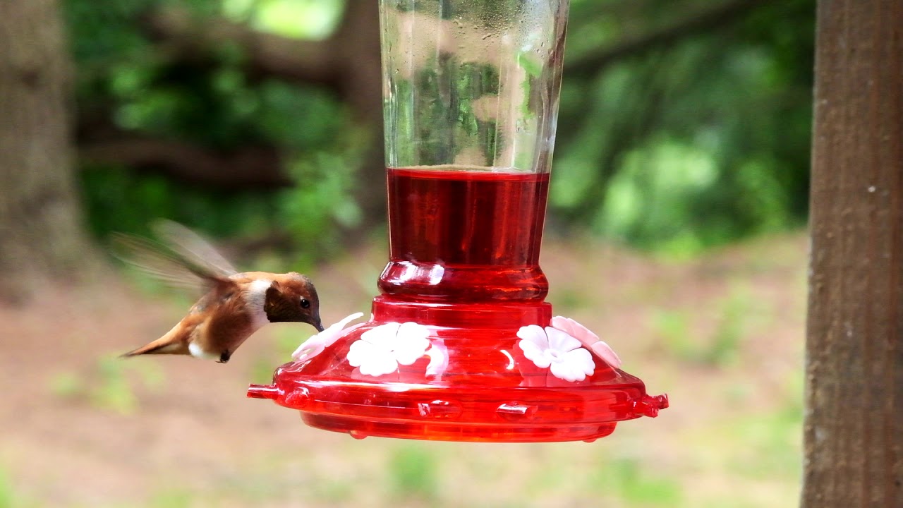 Ruby Throated and Rufous Hummingbirds in Berks County PA - YouTube