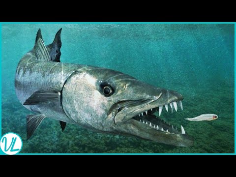 Underwater Killers: The Great Barracuda