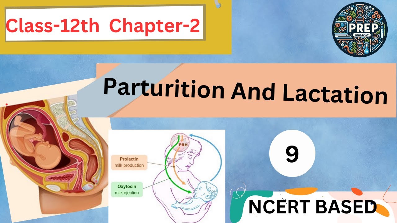Parturition | Foetal Ejection Reflex | Lactation |Class - 12th Biology ...