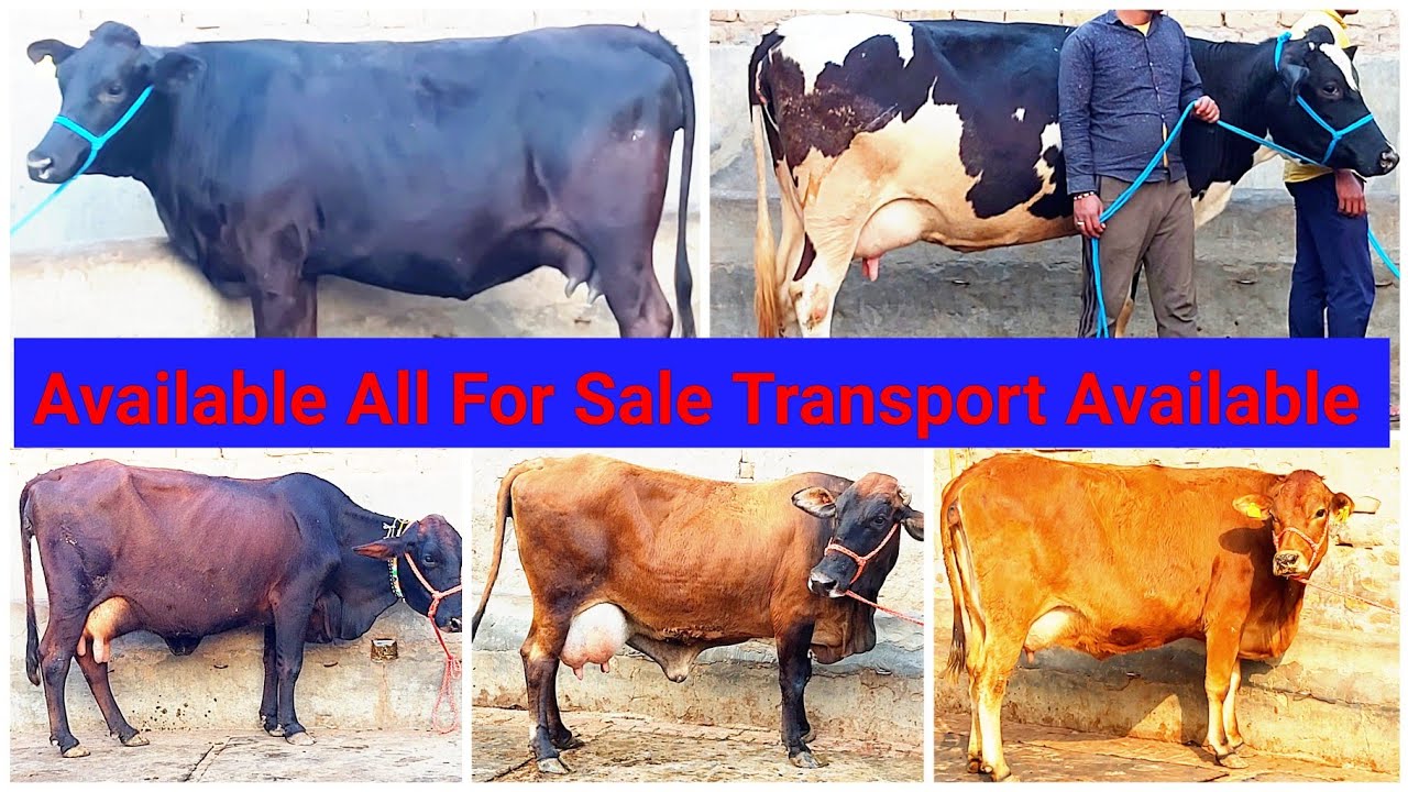 Mix Breed, Jearsy & HF cross Cow Milk Capacity 20 to 35 litter ...