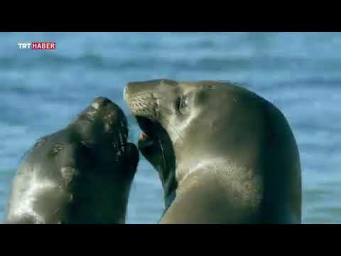 Orman Gezegeni 7 Blm