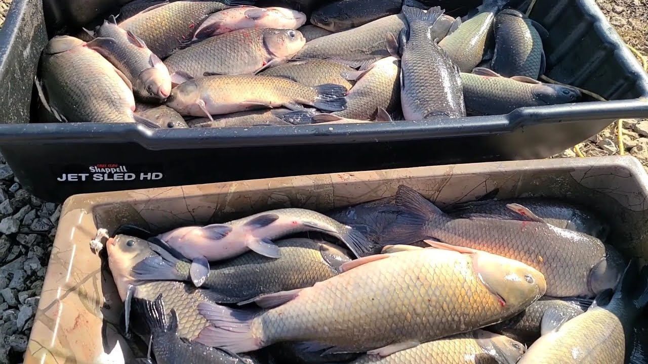 Buffalo Fishing in Wisconsin - nuv ntses 2023 - YouTube