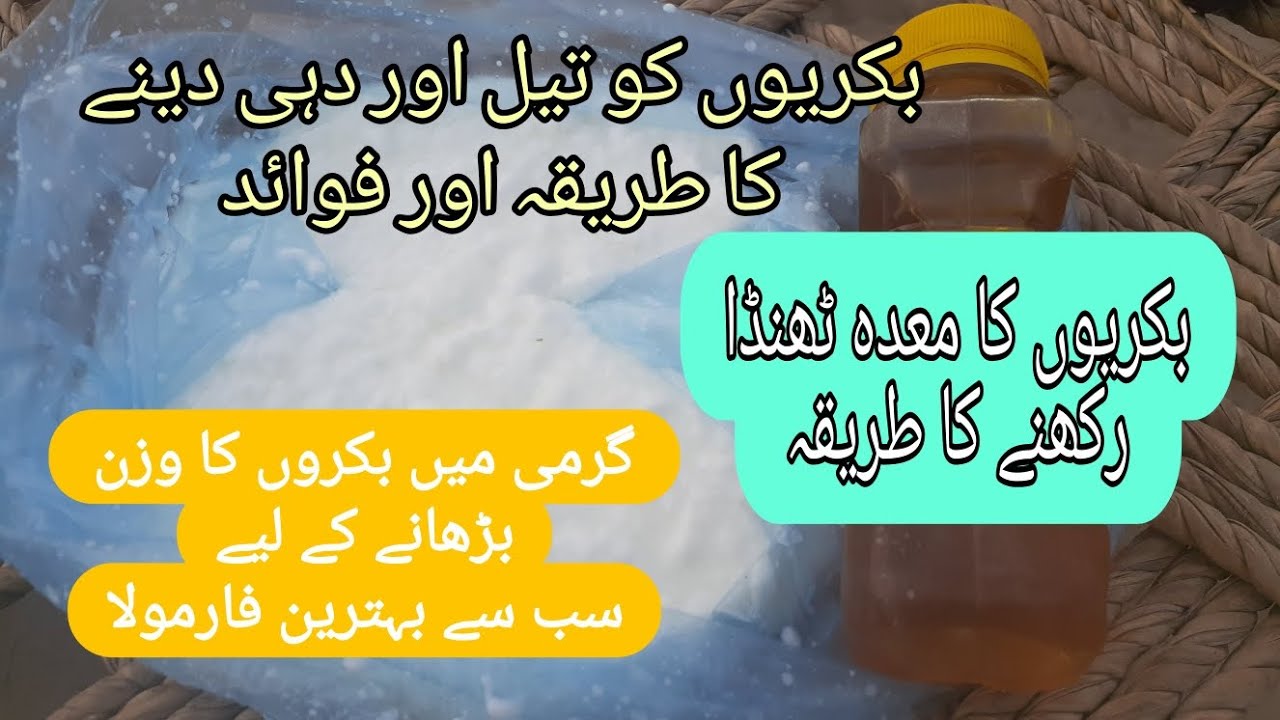 Bakriyon ko tail aur dahi deny ka tariqa aur fawaid|| Rajan Puri Bakri ...