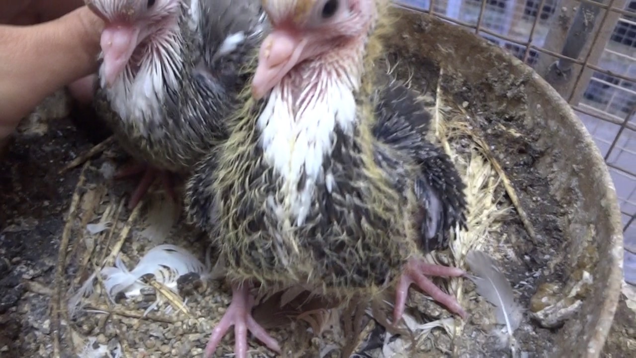 2017 Roller Pigeon Season Open Loft Footage - YouTube