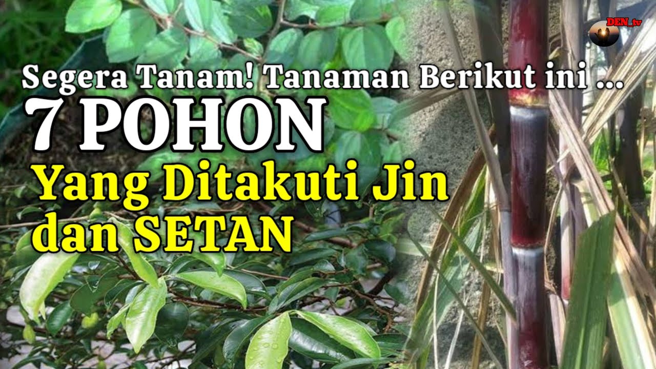7 Pohon Ditakuti Jin dan Setan - Tanaman Anti Hantu Santet Teluh ...