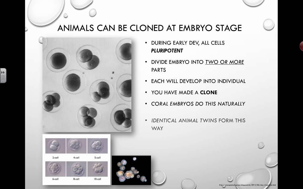 Animals can be cloned at embryo stage (2016) IB Biology - YouTube