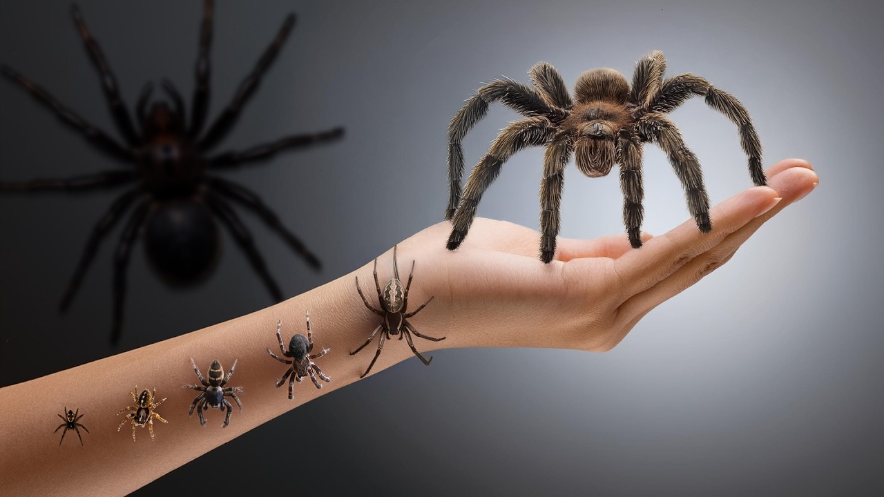 Ultimate 3D Spider Size Comparison: From Tiny to Terrifying! - YouTube