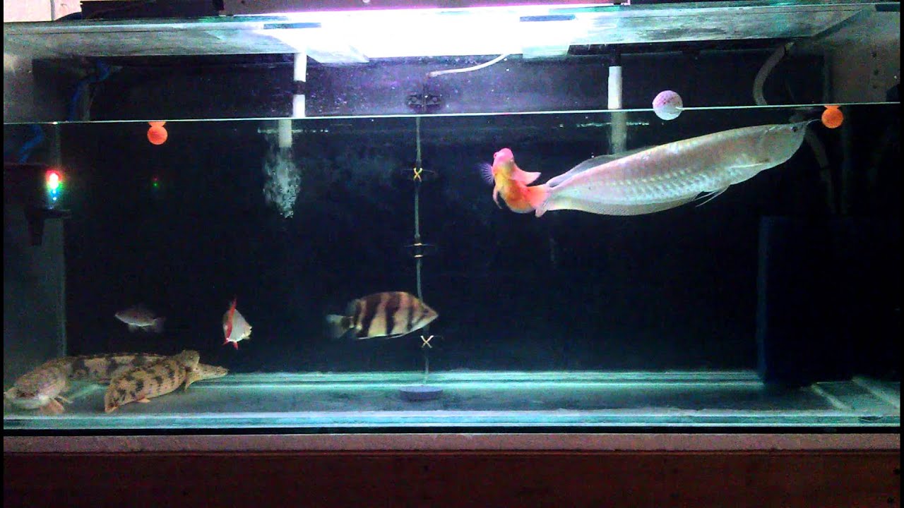 monster fish community tank - YouTube