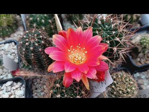 Погибли литопсы.Не делайте так.Лобивии шикарные . - YouTube